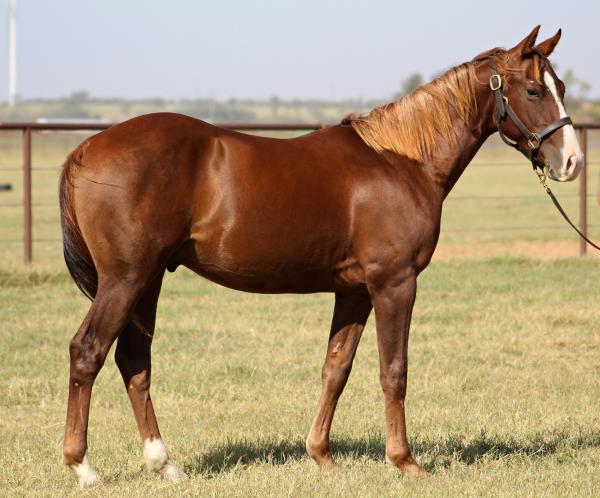 Smart Lil Ricochet Skillet Fork Ranch