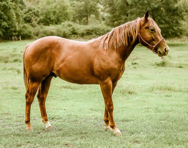 Sallie B Haida Haidas Little Pep Cross Tie Ranch LLC